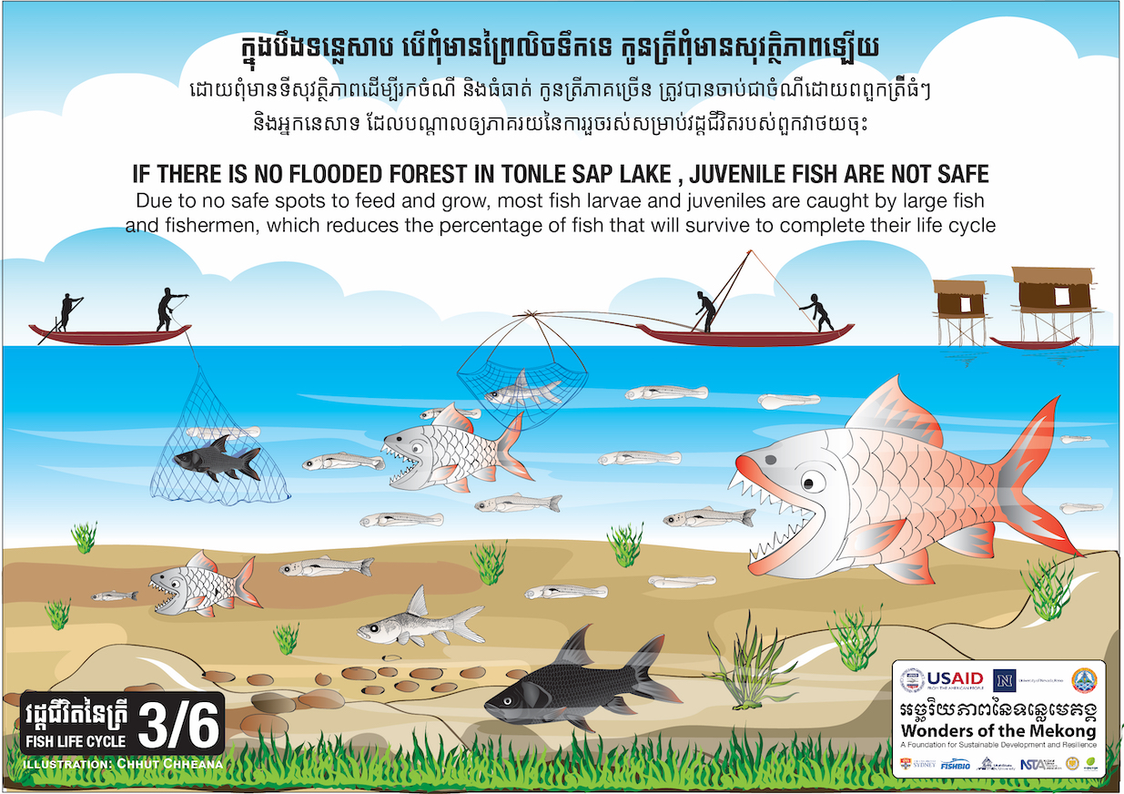 Infographics: Fish Life Cycles in Cambodia's Tonle Sap - Mekong Fish ...