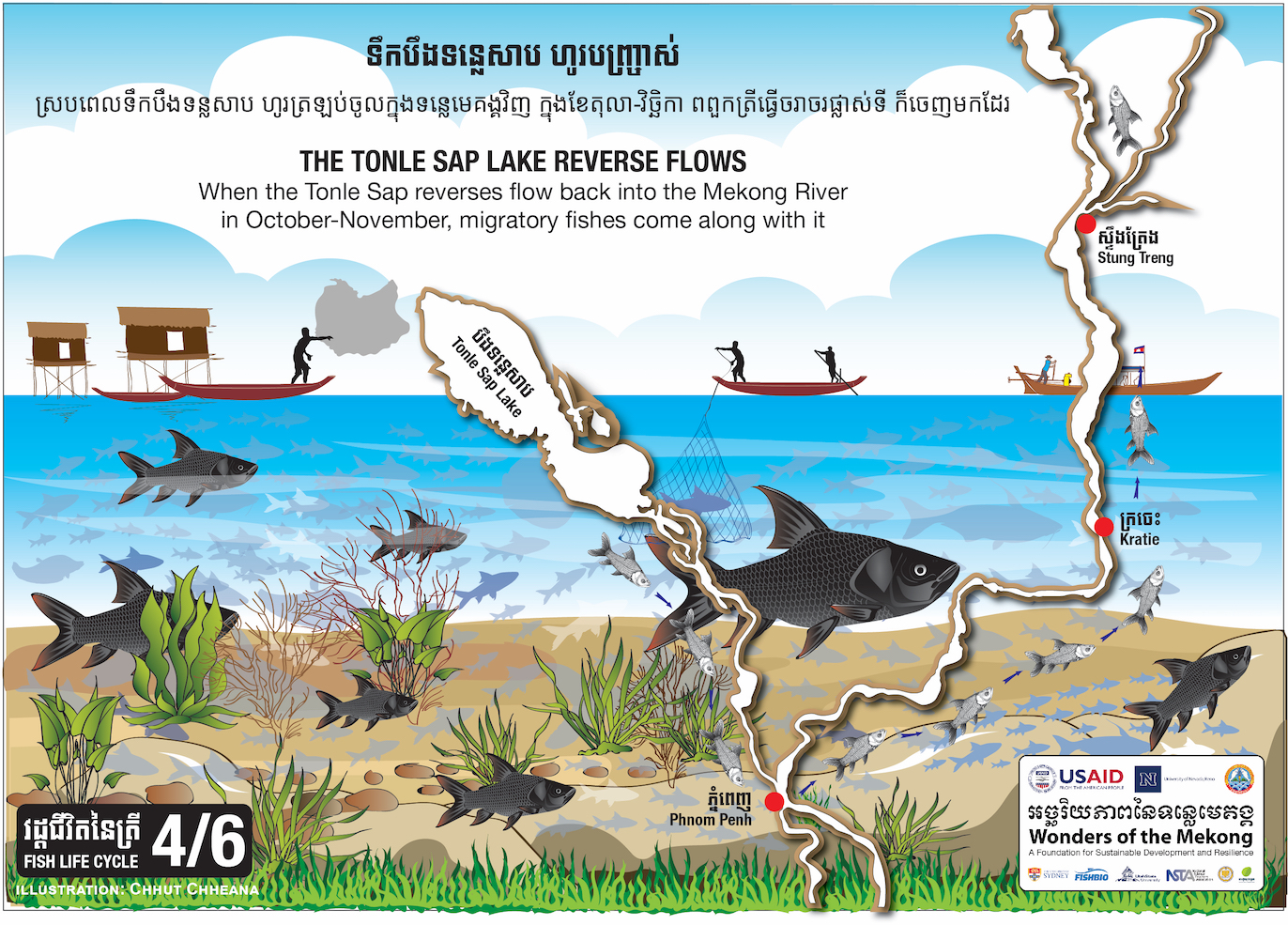 Infographics: Fish Life Cycles in Cambodia's Tonle Sap - Mekong Fish ...