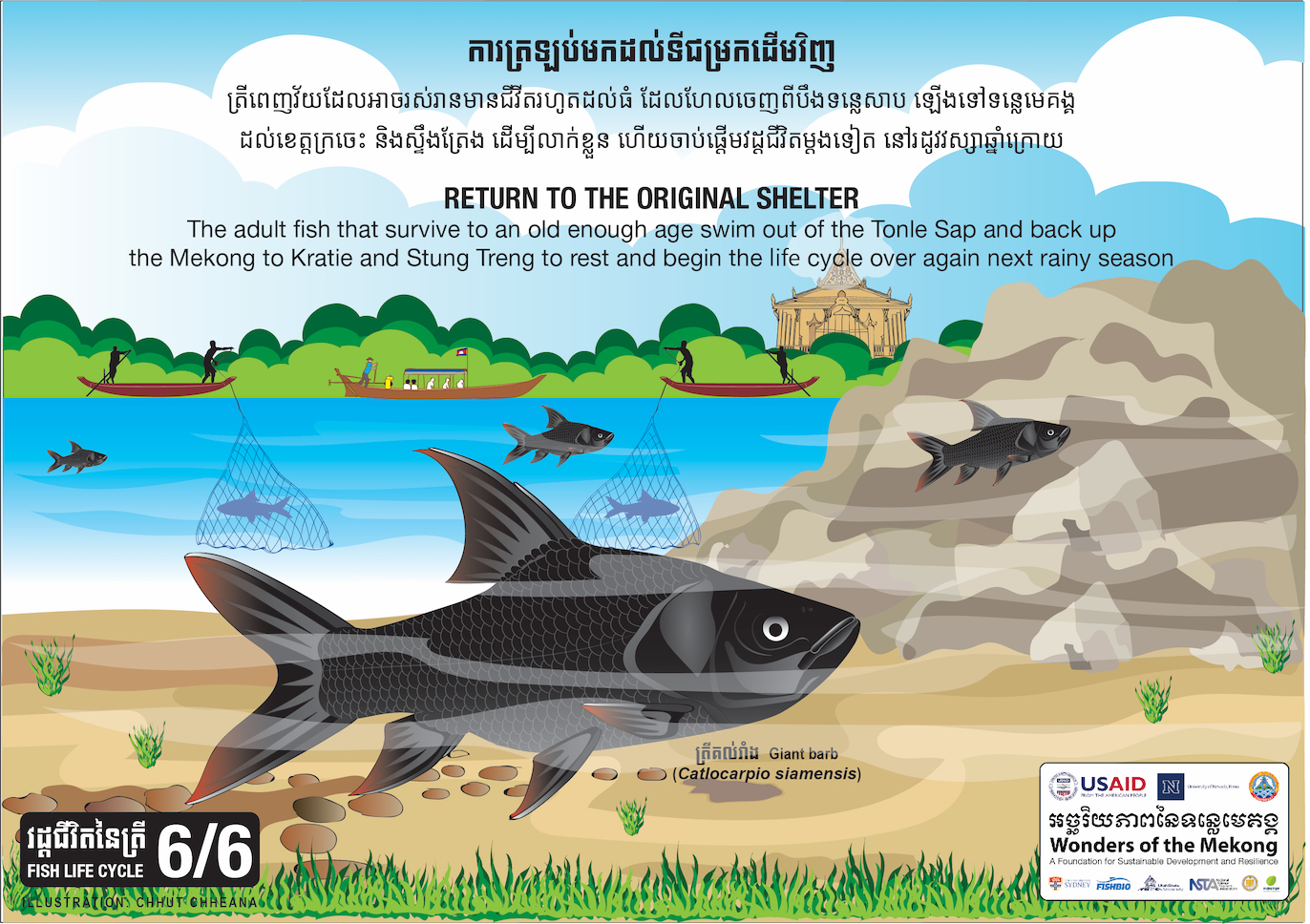 Infographics: Fish Life Cycles in Cambodia's Tonle Sap - Mekong Fish ...